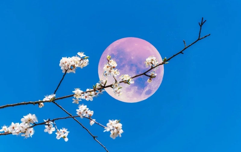 5월의 첫 보름달이 뜬다 | 꽃 달, 플라워 문(Flower Moon) : 네이버 블로그