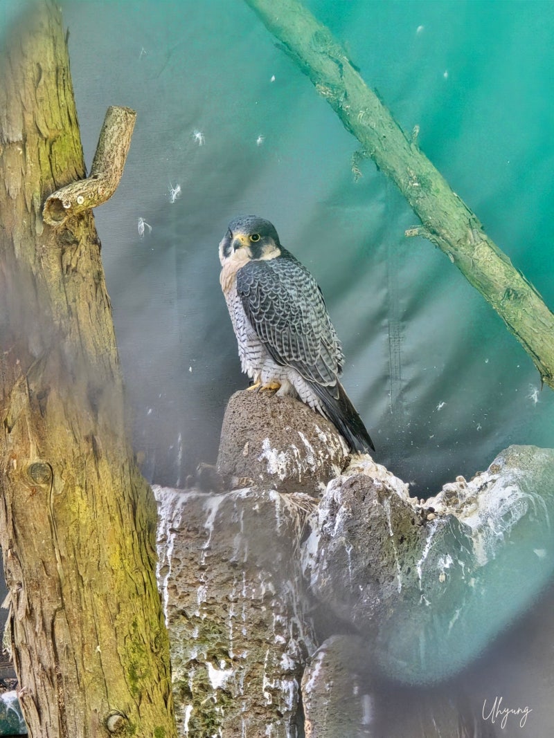 제주 아이랑 가볼만한곳 자연생태공원에서 야생동물을 무료로 : 네이버 블로그