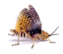 독메뚜기 (Phamateus SP.) : 네이버 블로그