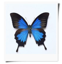 율리시스 나비 : 네이버 블로그