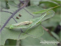 섬서구메뚜기(Atractomorpha lata) : 네이버 블로그