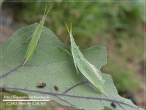 섬서구메뚜기(Atractomorpha lata) : 네이버 블로그