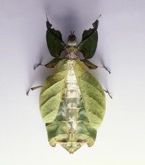 왕대벌레 (Heteropteryx dilatata) : 네이버 블로그