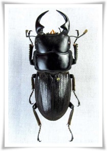 패리 왕사슴벌레 (Dorcus Parryi) : 네이버 블로그