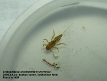 민하루살이(Cincticostella levanidovae (Tshernova)) : 네이버 블로그