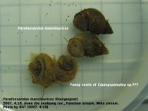 쇠우렁이(Parafossarulus manchouricus (Bourgulgnat)) : 네이버 블로그