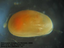 패충류(Ostracoda, Heterocypris incongruens (Ramdohr, 1808)) : 네이버 블로그