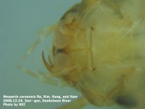 두눈강도래(Neoperla coreensis Ra, Kim, Kang, and Ham) : 네이버 블로그