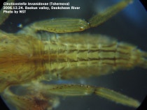 민하루살이(Cincticostella levanidovae (Tshernova)) : 네이버 블로그