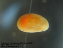패충류(Ostracoda, Heterocypris incongruens (Ramdohr, 1808)) : 네이버 블로그