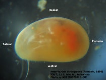 패충류(Ostracoda, Heterocypris incongruens (Ramdohr, 1808)) : 네이버 블로그