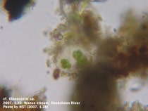 글로에오시스티스(cf. Gloeocystis) : 네이버 블로그