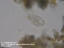 cf. Colpidium sp.1 : 네이버 블로그