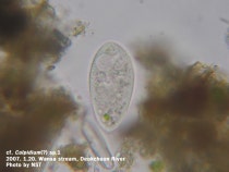 cf. Colpidium sp.1 : 네이버 블로그