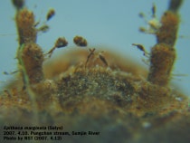 언저리잠자리(Epitheca marginata (Selys)) : 네이버 블로그