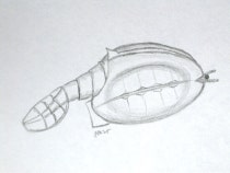 베툴리콜라 [Vetulicola] : 네이버 블로그