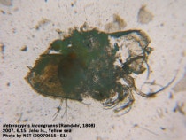 패충류(Ostracoda, Heterocypris incongruens (Ramdohr, 1808)) : 네이버 블로그