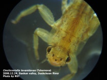 민하루살이(Cincticostella levanidovae (Tshernova)) : 네이버 블로그