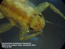 민하루살이(Cincticostella levanidovae (Tshernova)) : 네이버 블로그