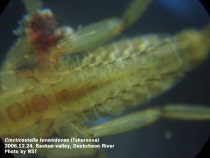 민하루살이(Cincticostella levanidovae (Tshernova)) : 네이버 블로그