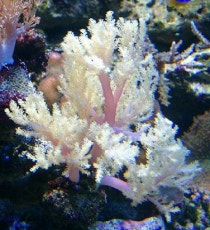 Burgess Butterflyfish - Chaetodon burgessi : 네이버 블로그