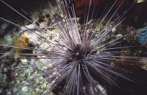 Diadema spp - Long Spined urchin : 네이버 블로그