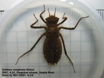 언저리잠자리(Epitheca marginata (Selys)) : 네이버 블로그