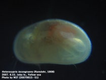 패충류(Ostracoda, Heterocypris incongruens (Ramdohr, 1808)) : 네이버 블로그