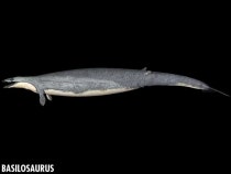 바실로사우루스 [Basilosaurus] : 네이버 블로그
