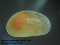패충류(Ostracoda, Heterocypris incongruens (Ramdohr, 1808)) : 네이버 블로그