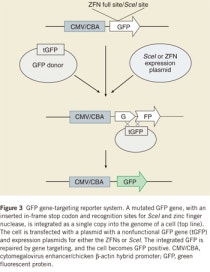 ZFN (Zinc finger nuclease)에 대한 Nature 리뷰... : 네이버 블로그