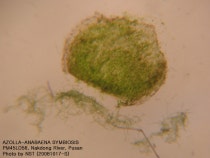 Azolla-Anabaena Symbiosis (물개구리밥-아나배나 공생) : 네이버 블로그
