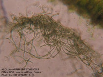 Azolla-Anabaena Symbiosis (물개구리밥-아나배나 공생) : 네이버 블로그