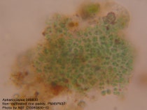 Aphanocapsa elachista W. et G.S. West (아파노캅사, 남조류) : 네이버 블로그