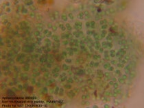 Aphanocapsa elachista W. et G.S. West (아파노캅사, 남조류) : 네이버 블로그