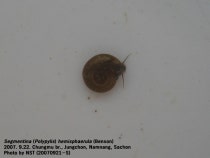 배꼽또아리물달팽이(Segmentina hemisphaerula (Benson)) : 네이버 블로그