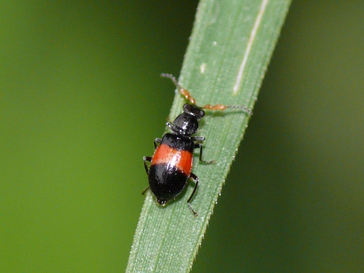 황띠굵은뿔의병벌레 : 네이버 블로그