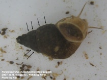 쇠우렁이(Parafossarulus manchouricus (Bourguignat)) : 네이버 블로그