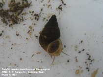 쇠우렁이(Parafossarulus manchouricus (Bourguignat)) : 네이버 블로그