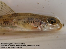 돌마자(Microphysogobio yaluensis (Mori)) : 네이버 블로그