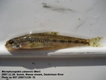 돌마자(Microphysogobio yaluensis (Mori)) : 네이버 블로그