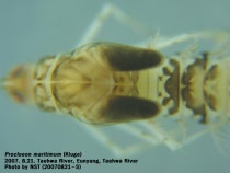 작은갈고리하루살이(Procloeon maritimum (Kluge)) : 네이버 블로그