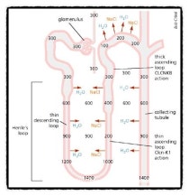 2. Henle's loop 1)요 농축 환경 조성(Urine concentration) : 네이버 블로그