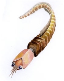 넥토카리스(Nectocaris) : 네이버 블로그