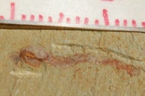 넥토카리스(Nectocaris) : 네이버 블로그