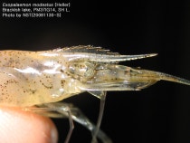 각시흰새우(Exopalaemon modestus) : 네이버 블로그