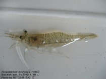 각시흰새우(Exopalaemon modestus) : 네이버 블로그