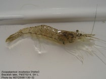 각시흰새우(Exopalaemon modestus) : 네이버 블로그