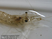 각시흰새우(Exopalaemon modestus) : 네이버 블로그