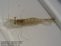 각시흰새우(Exopalaemon modestus) : 네이버 블로그
